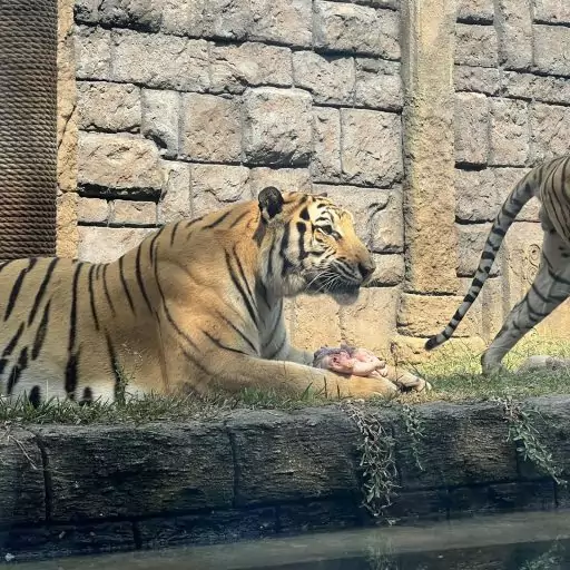 Conservation at Solo Safari: Education & Animal Care