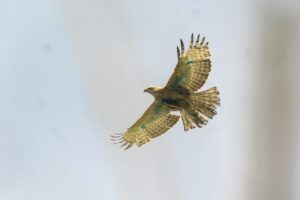 Mengenal Elang Jawa, Satwa Simbol Negara di Taman Safari Bogor