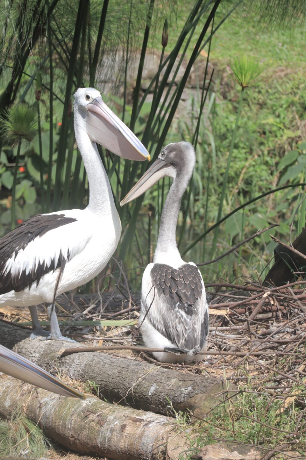 Fakta Unik Burung Pelikan, Nikmati Feedingnya di Taman Safari