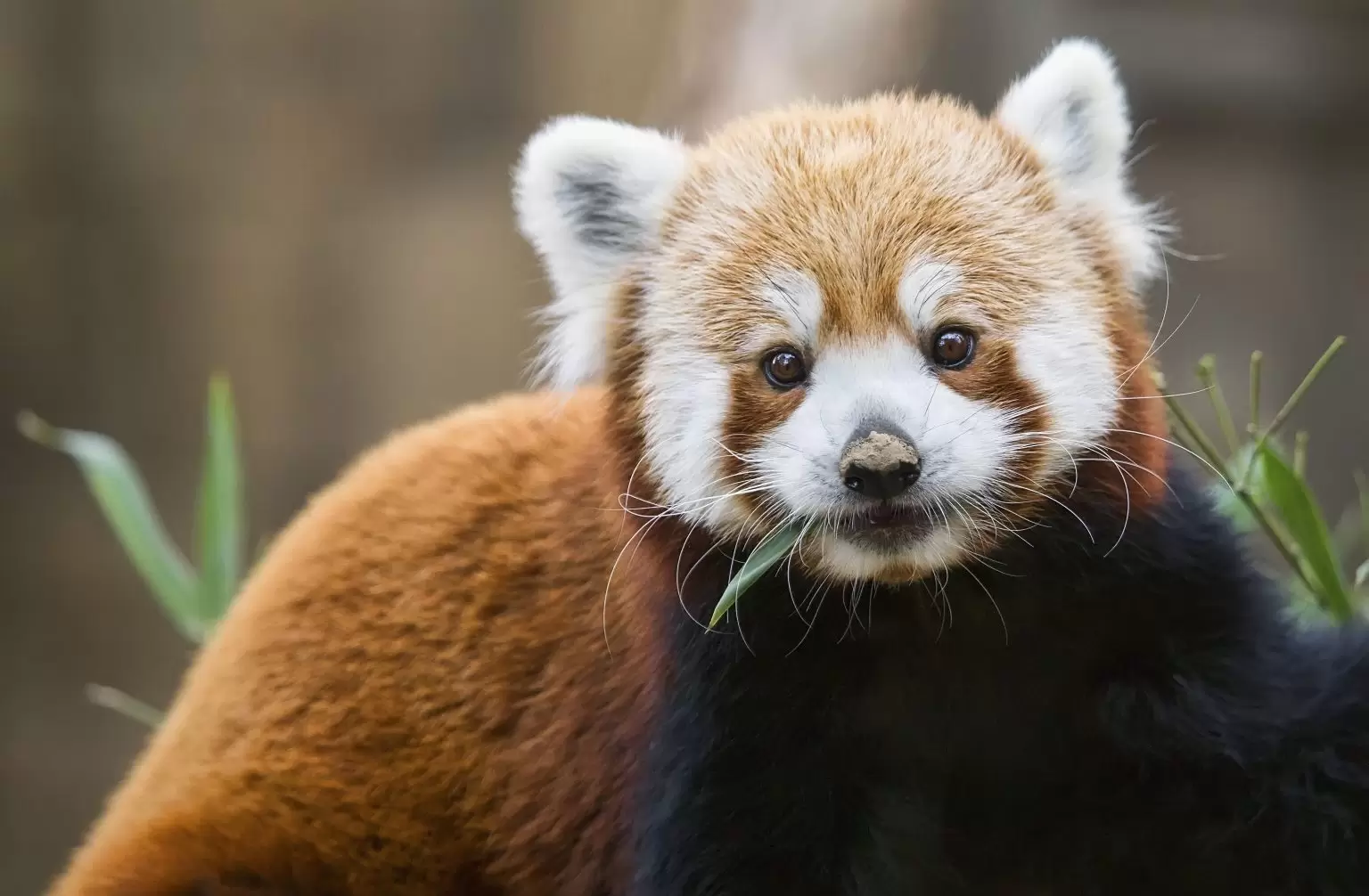 Menelusuri Kecantikan dan Keunikan “Red Panda” – Taman Safari Indonesia