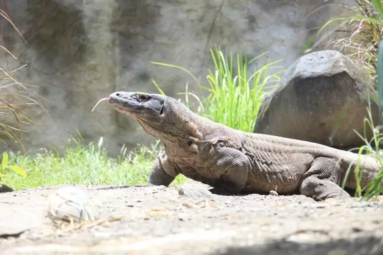Kenalan dengan Jenis Reptil yang Penuh Kejutan – Taman Safari Indonesia