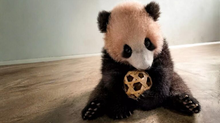 Fascinating Baby Panda Facts About Diet and Growth – Taman Safari Indonesia